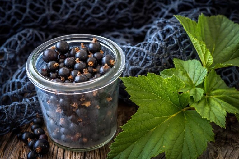 Čaj od lista crne ribizle: Prva pomoć kod prehlade | City Magazine