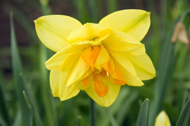 Ovaj cvet je ceo otrovan, a ima ga svuda: Ako ga taknete, odmah perite ...