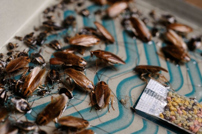 Pomešajte ova 2 sastojka i više bubašvabe nećete videti u kući | City ...