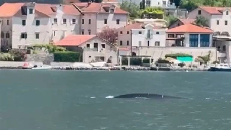 Upozorenje na Jadranu: Nakon bele ajkule, u Herceg Novom i Boki snimljen i kit | City Magazine